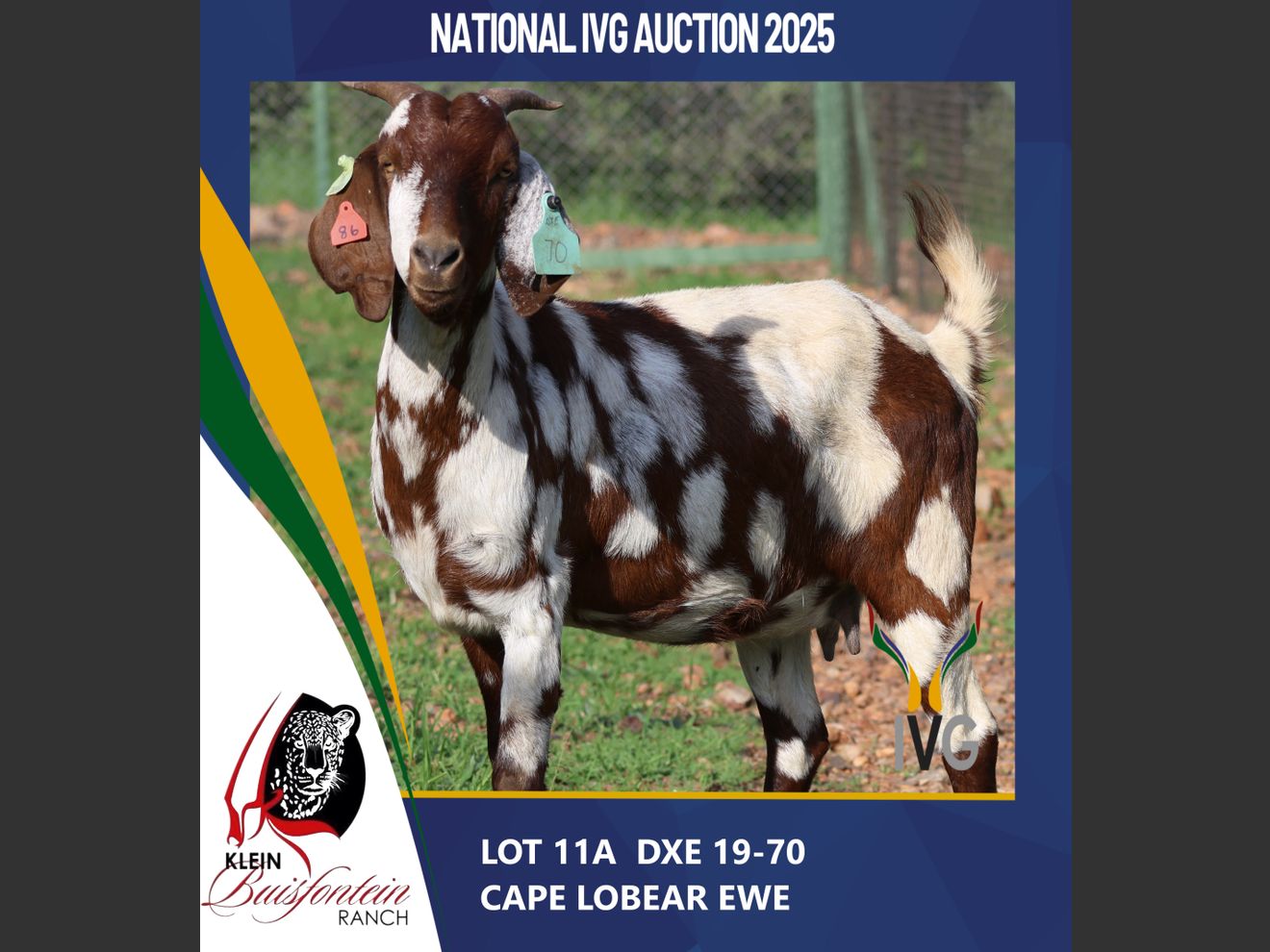 Lot 11 | IVG NATIONAL AUCTION | SwiftVEE | Livestock & Cattle Webcast ...