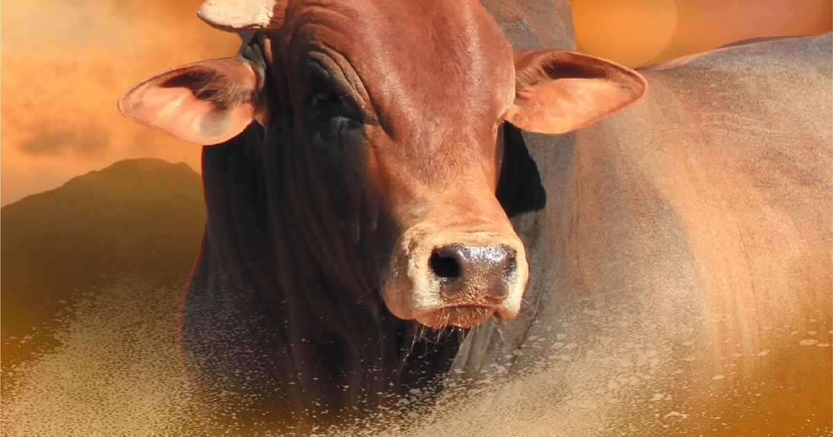 NATIONAL BORAN AUCTION | SwiftVEE | South Africa’s Leading Online ...