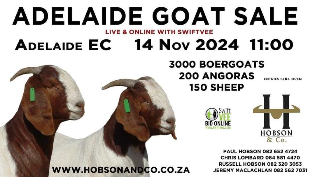 ADELAIDE GOAT SALE | SwiftVEE | Livestock & Cattle Webcast Auctions