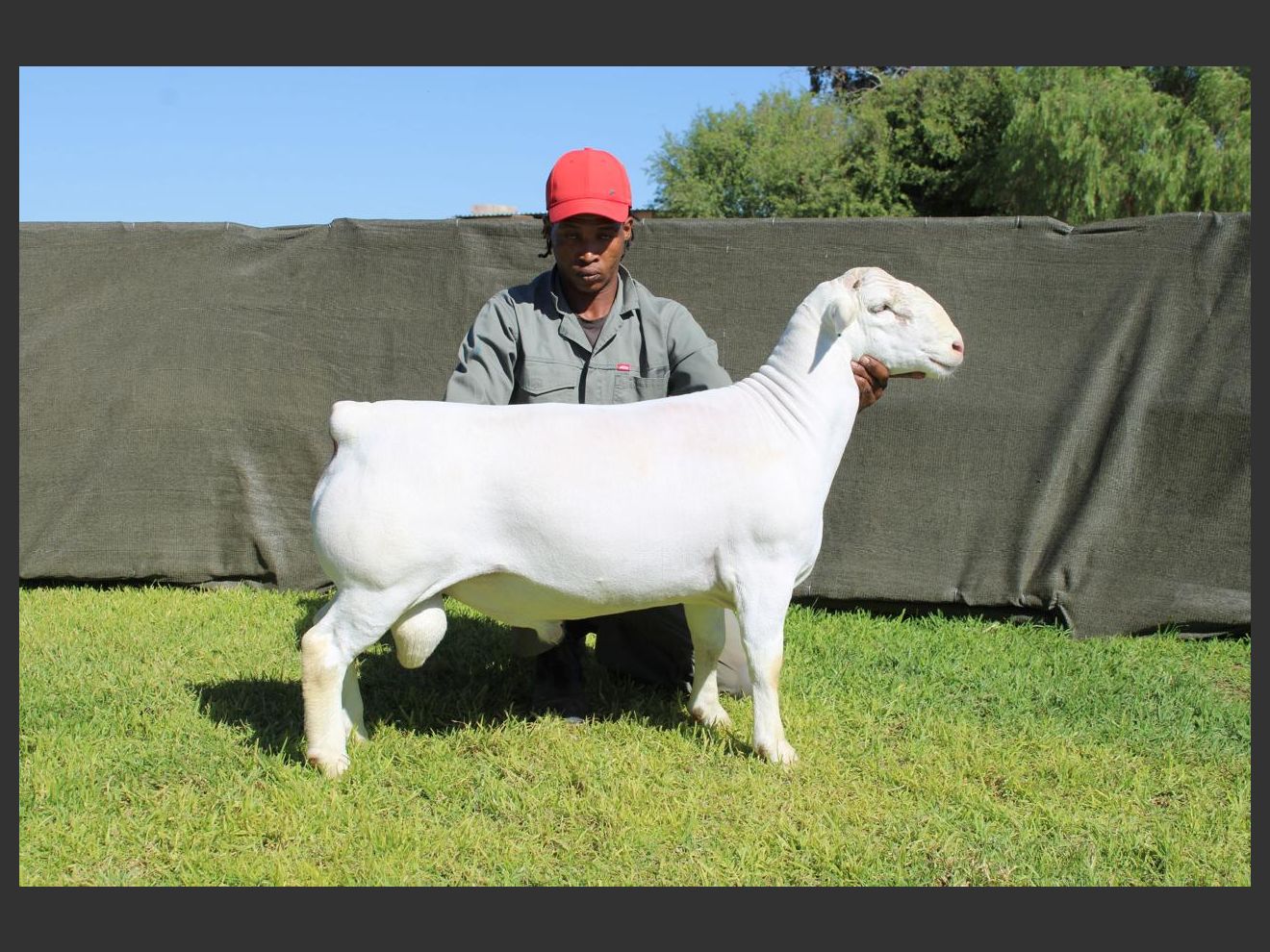 Lot 4 | ATKA 9DE KIMBERLEY DORPER VEILING | SwiftVEE | Livestock ...