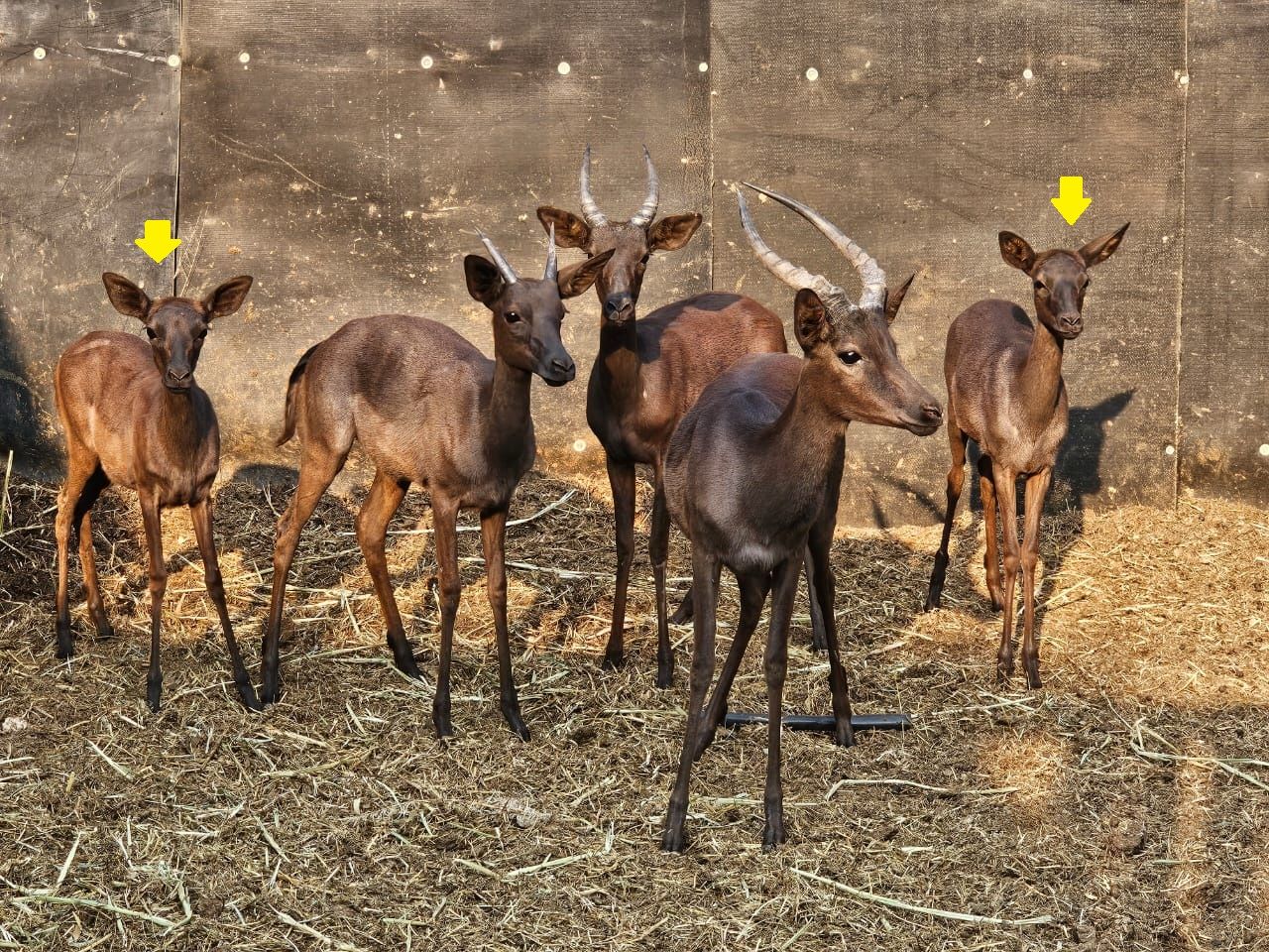 Lot C17B | NYLSVLEI GAME TRADERS WILDSVEILING | SwiftVEE | Livestock ...