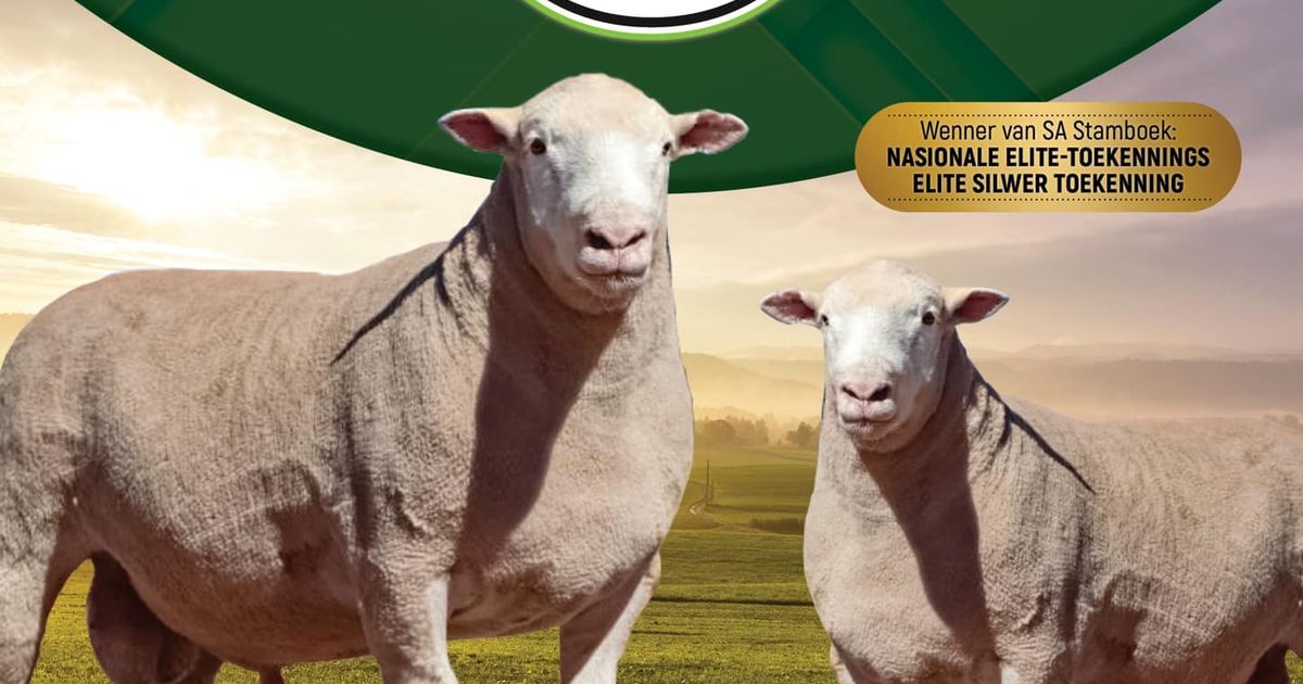 WELPIC DORMERS 4DE PRODUKSIEVEILING | SwiftVEE | Livestock & Cattle ...