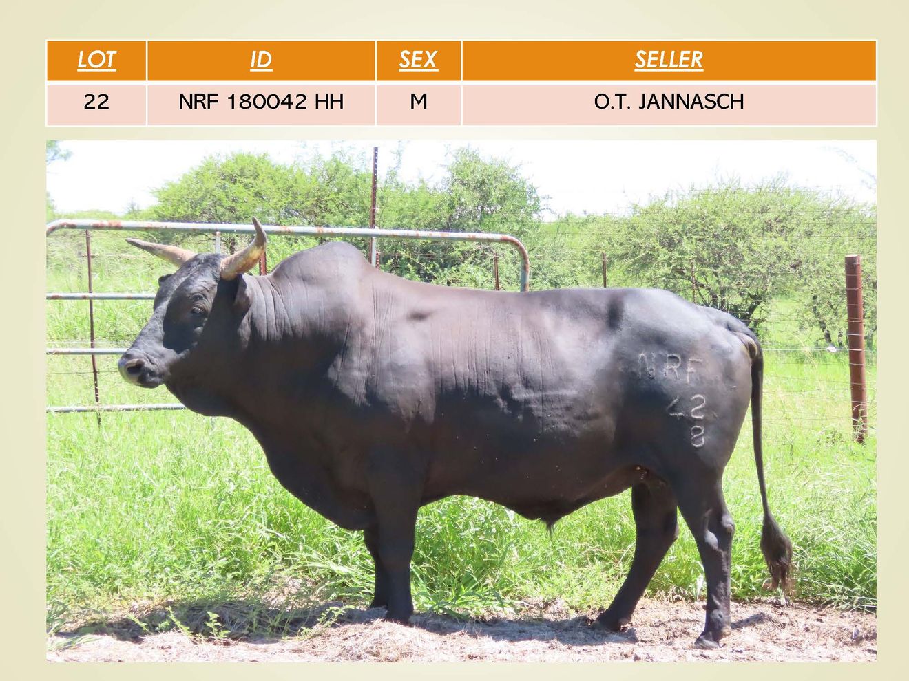 Lot 22 | 39TH NORTHERN NGUNI CLUB PRODUCTION AUCTION | SwiftVEE ...