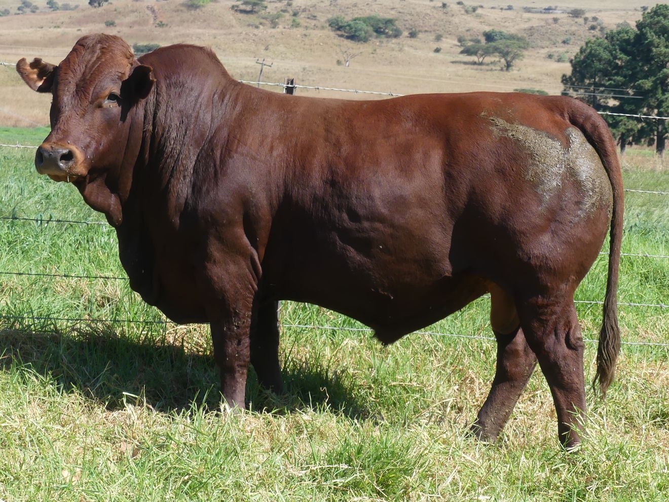 Lot 49 | UP GEORGE BONSMARAS 26TH PRODUCTION SALE | SwiftVEE ...