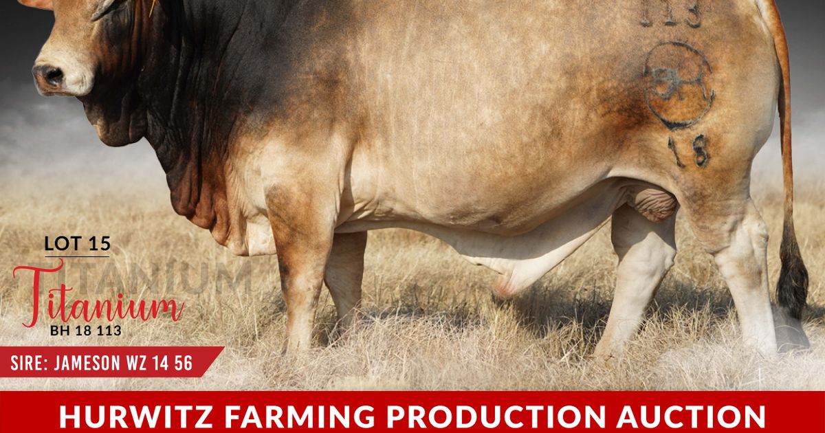 Lot 15 | HURWITZ FARMING 9TH BORAN PRODUCTION AUCTION | SwiftVEE ...