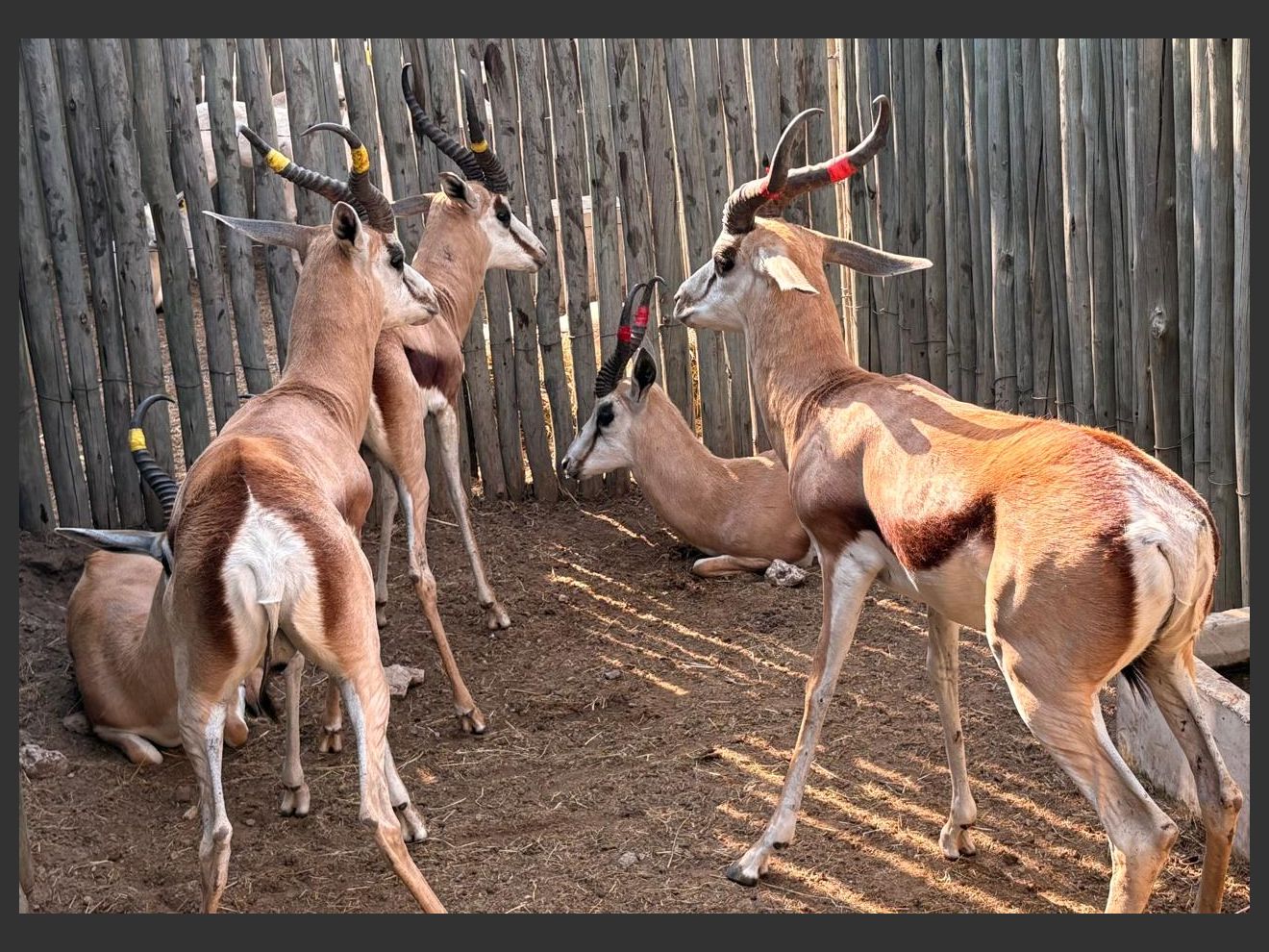 Lot 108A | ARNO DU PLESSIS 4DE WILDVEILING | SwiftVEE | Livestock ...