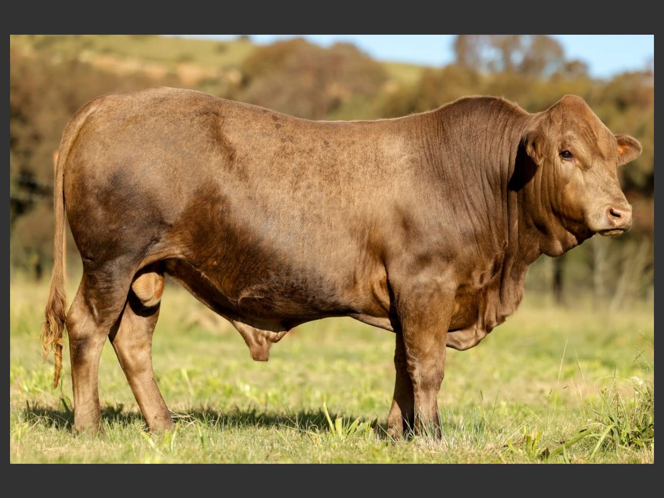Lot 22 | ALPHA & OMEGA TULI STUD PRODUCTION SALE | SwiftVEE | Livestock ...