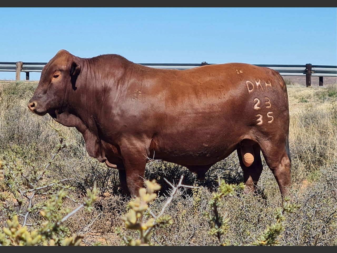 Lot 5 | DONKERHOEK TULI'S PRODUKSIEVEILING | SwiftVEE | South Africa’s ...