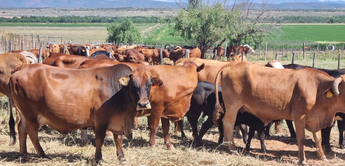 Lot P2 | REUSE SLAGVEE EN PRODUKSIEVEILING VAN SAAG JONKER GROEP ...