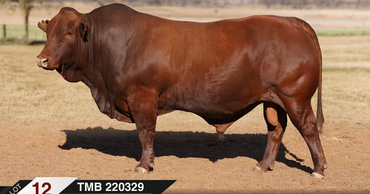 Lot 12 | NU ALCADE BONSMARA GROEP 39STE PRODUKSIEVEILING | SwiftVEE ...