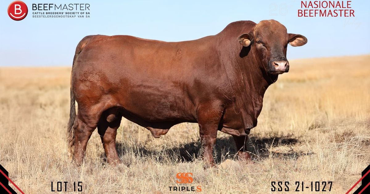 Lot 15 | 26STE NASIONALE BEEFMASTER VEILING | SwiftVEE | South Africa’s ...