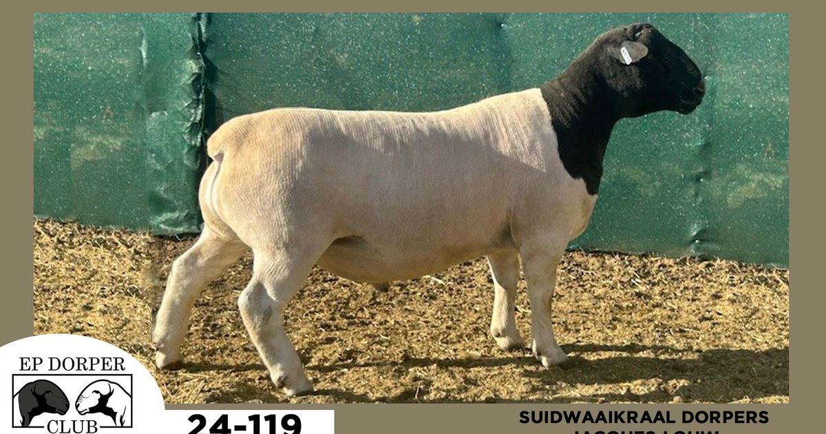 Lot DR25 | DOORNPOORT GENETICS BOERGOATS & EP DORPER CLUB RAM & EWE ...