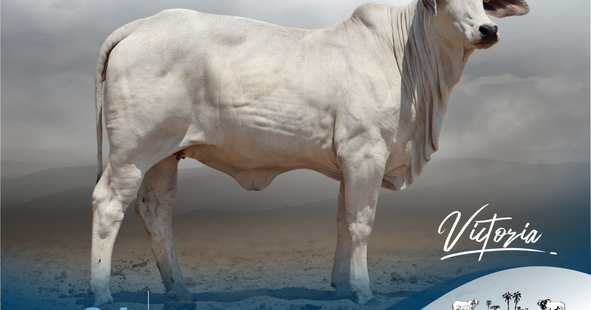 Lot 84 | OKABRA SIGNATURE SALE | SwiftVEE | Livestock & Cattle Webcast ...