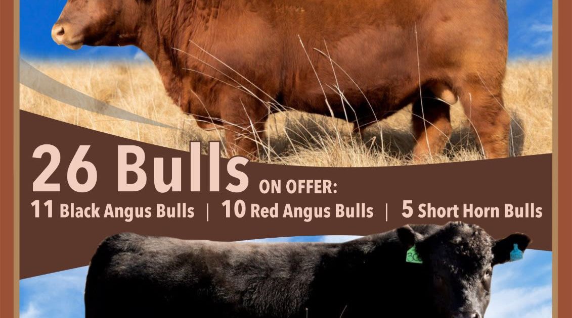 AUCDEEN BULL SALE | SwiftVEE | Livestock & Cattle Webcast Auctions
