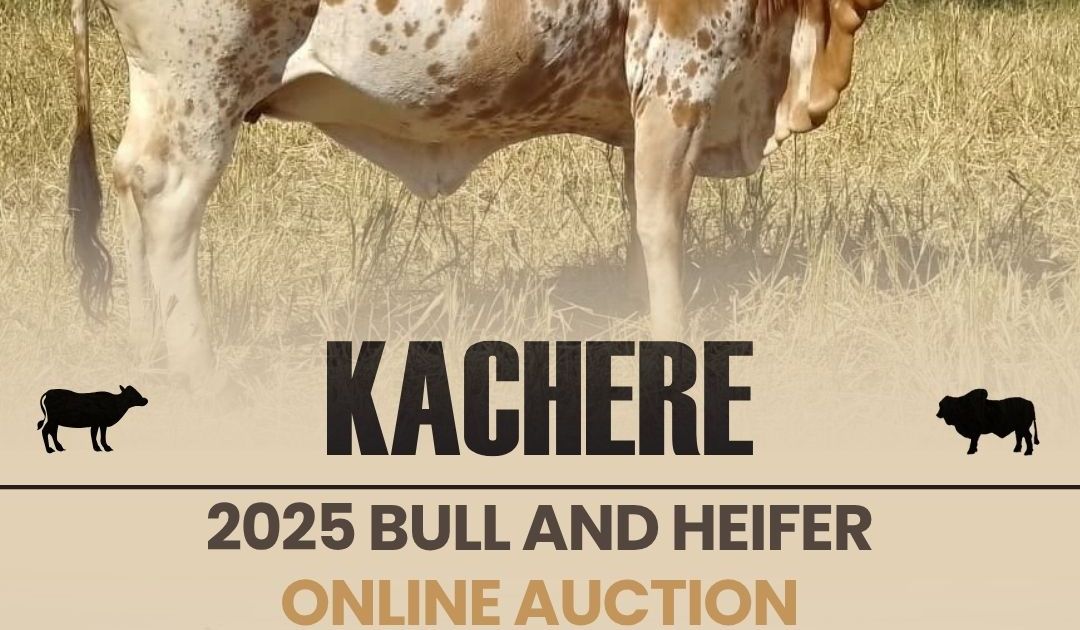 KACHERE BORAN 2025 BULL AND HEIFER AUCTION | SwiftVEE | Livestock ...
