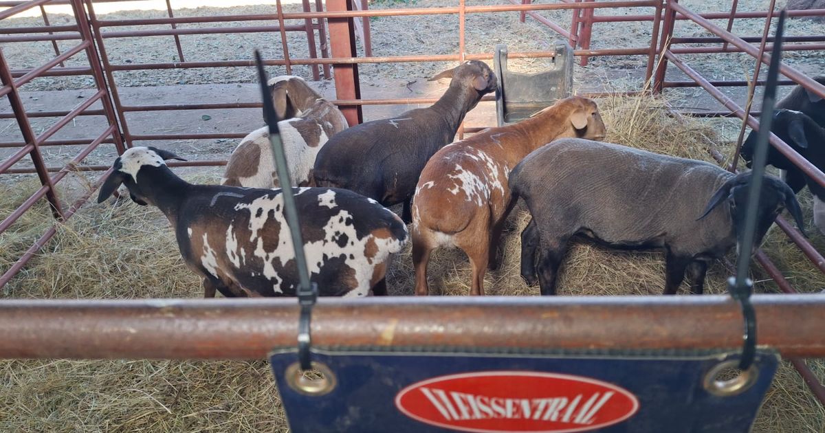 Lot 74 | PEET BOTHMA UITVERKOPING VEILING VAN KLEINVEE | SwiftVEE ...