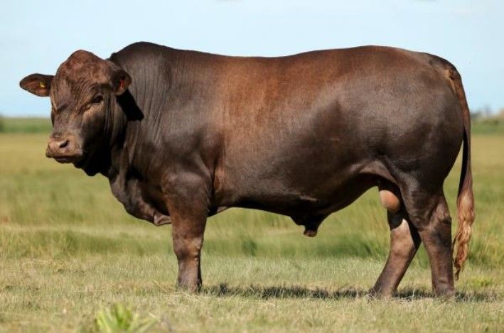 Lot 5 | ALPHA & OMEGA TULI STUD PRODUCTION SALE | SwiftVEE | South ...