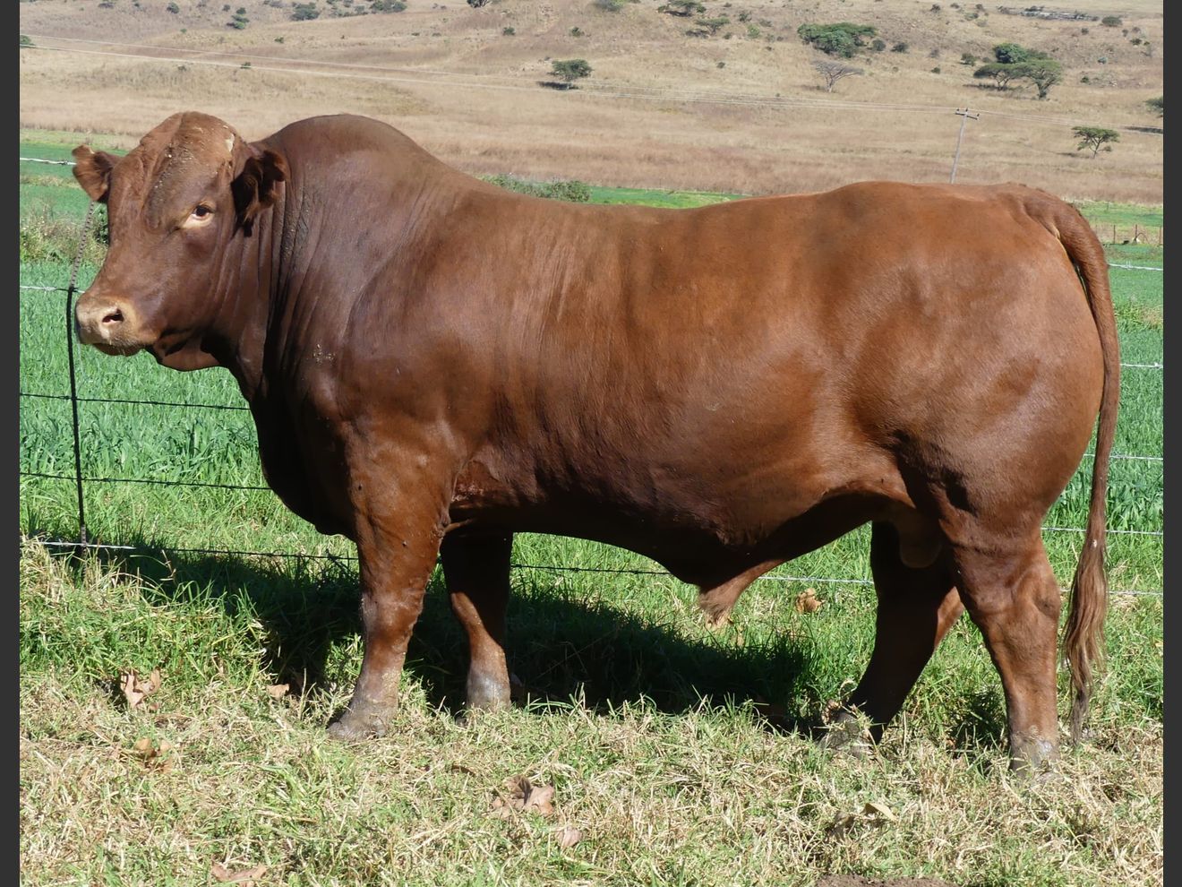 Lot 41 | UP GEORGE BONSMARA BRANDED BEEF 24STE PRODUKSIEVEILING ...