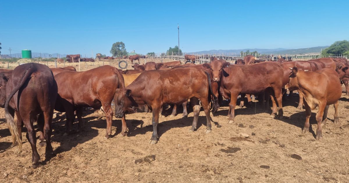 Lot P6 | REUSE SLAGVEE EN PRODUKSIEVEILING VAN SAAG JONKER GROEP ...