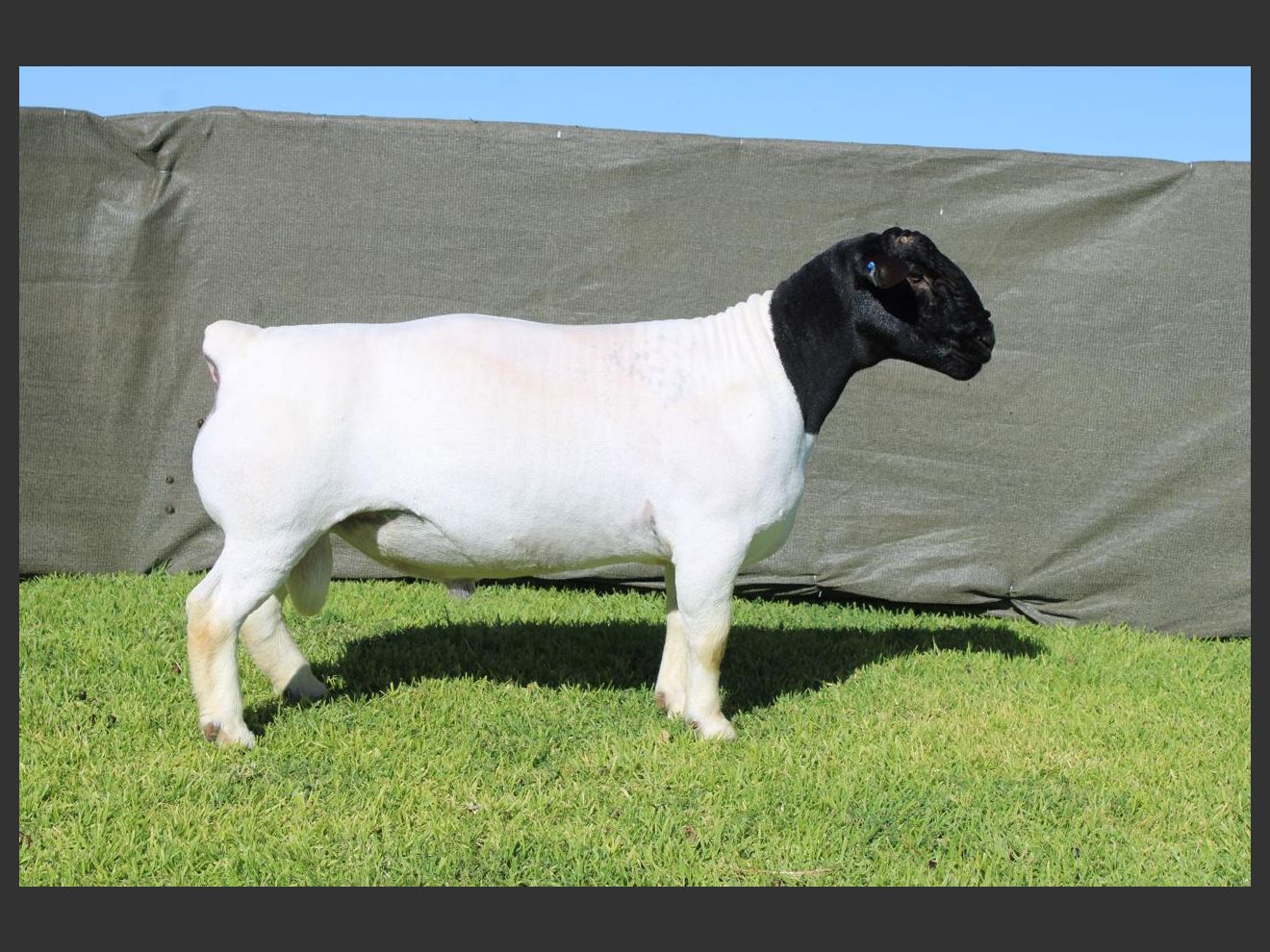 Lot 5 | ATKA 9DE KIMBERLEY DORPER VEILING | SwiftVEE | Livestock ...