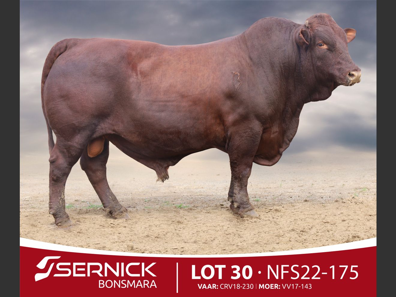Lot 30 | SERNICK BONSMARA 47STE PRODUKSIEVEILING | SwiftVEE | Livestock ...