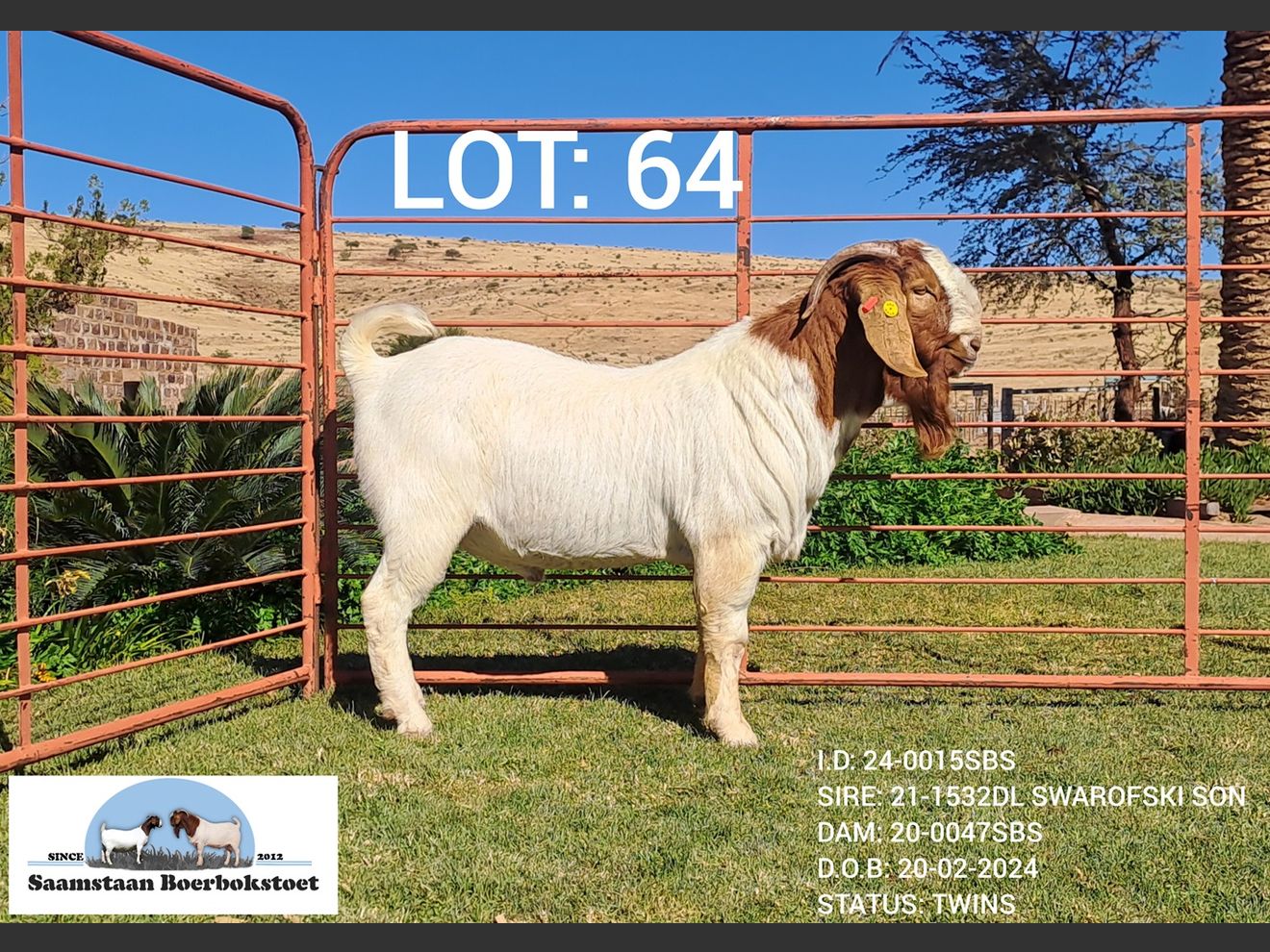 Lot 64 | COETZEE PRODUCTION AUCTION | SwiftVEE | Livestock & Cattle ...
