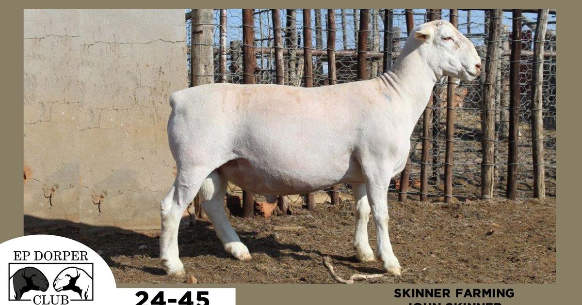 Lot DR38 | DOORNPOORT GENETICS BOERGOATS & EP DORPER CLUB RAM & EWE ...