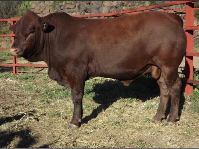 Lot 8 | ALPHA & OMEGA TULI STUD PRODUCTION SALE | SwiftVEE | South ...