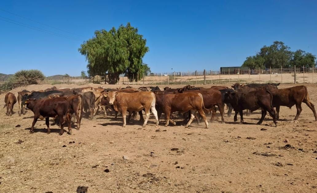 Lot W7 | REUSE SLAGVEE EN PRODUKSIEVEILING VAN SAAG JONKER GROEP ...