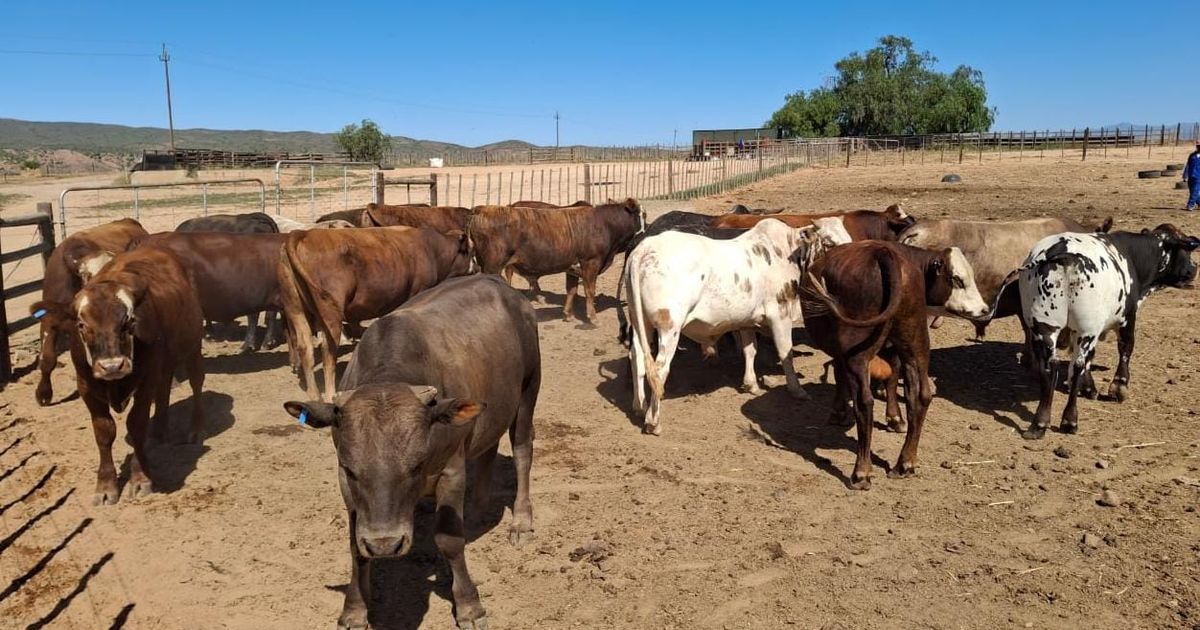 Lot W13 | REUSE SLAGVEE EN PRODUKSIEVEILING VAN SAAG JONKER GROEP ...