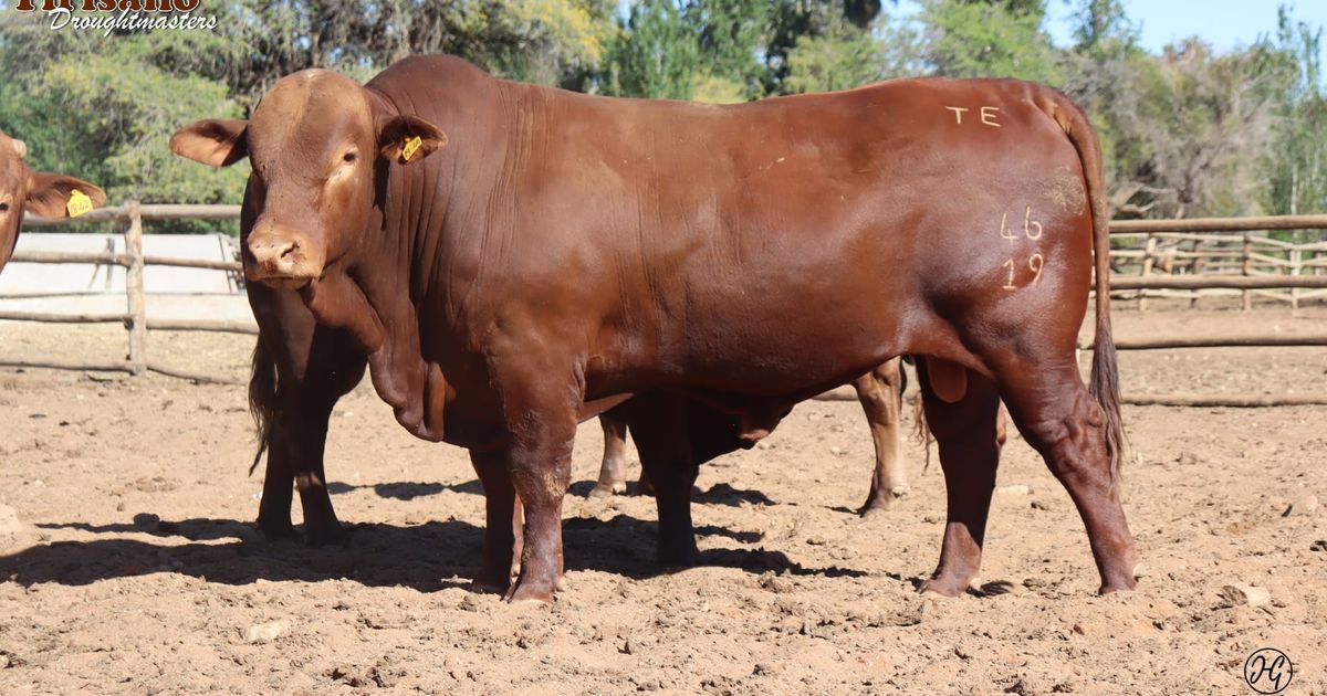 Lot 31 | FREDDIE MARKRAM CHAROLAIS STOET PRODUKSIEVEILING | SwiftVEE ...