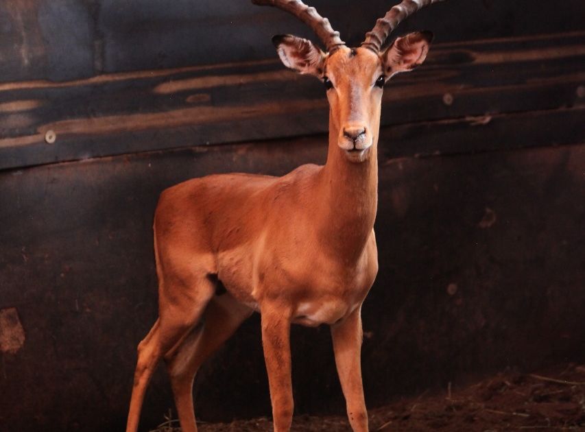 Lot 5B | THABAZIMBI WILDLIFE SERVICES WILDVEILING TROFEE JAGDIERE ...