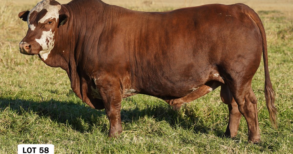 Lot 58 | GEORGE SHAWE BEEF 25TH ANNUAL PRODUCTION SALE | SwiftVEE ...