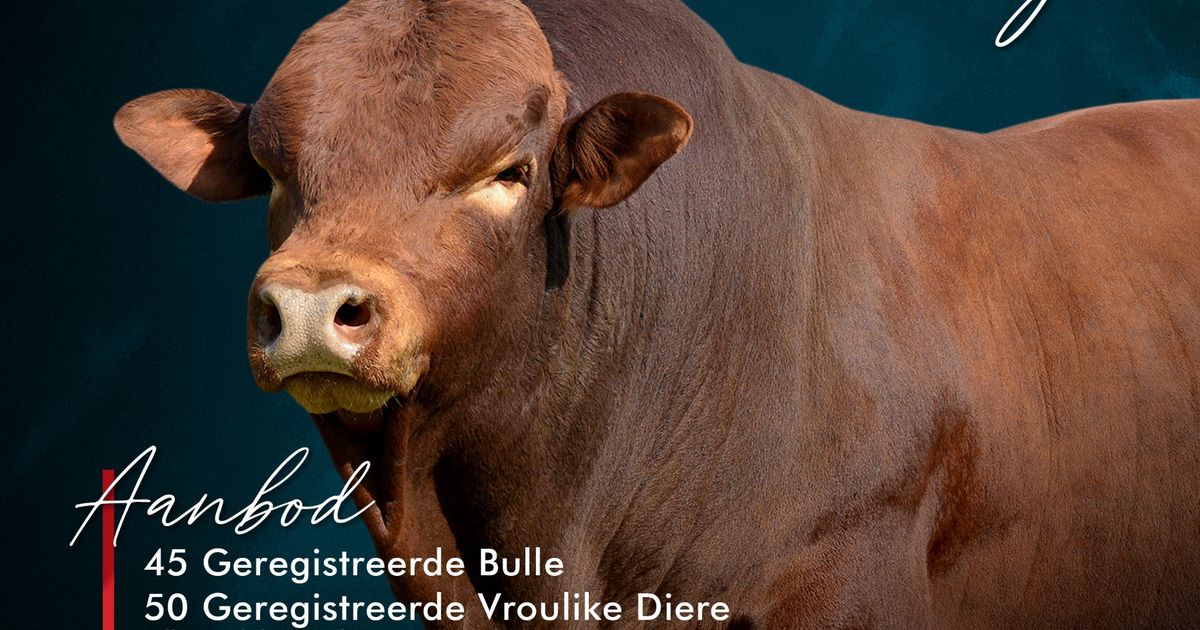 26STE NASIONALE BEEFMASTER VEILING | SwiftVEE | South Africa’s Leading ...