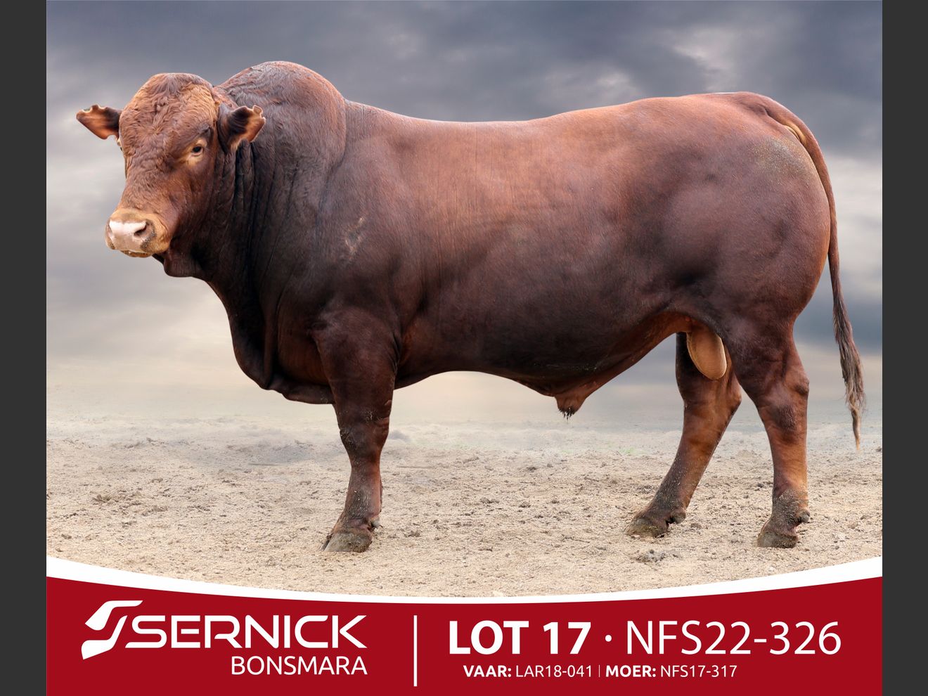 Lot 17 | SERNICK BONSMARA 47STE PRODUKSIEVEILING | SwiftVEE | Livestock ...