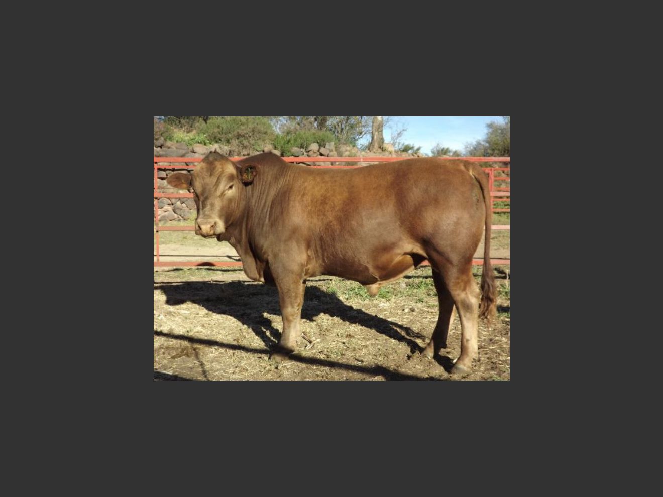 Lot 9 | ALPHA & OMEGA TULI STUD PRODUCTION SALE | SwiftVEE | Livestock ...