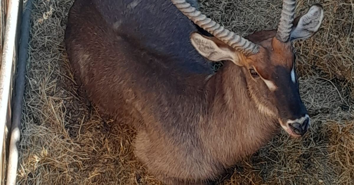 Lot Preview Lot | HANLEY WILDLIFE SERVICES WILDSVEILING | SwiftVEE ...