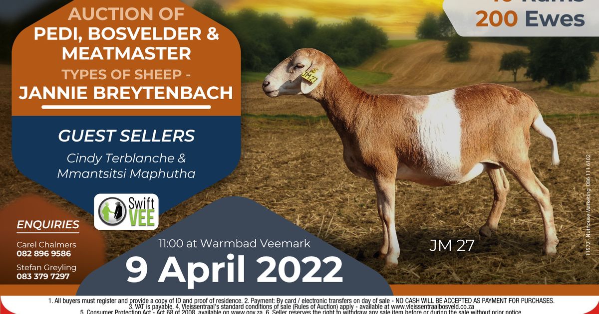 AUCTION OF PEDI, BOSVELDER AND MEATMASTER TYPES OF SHEEP JANNIE ...