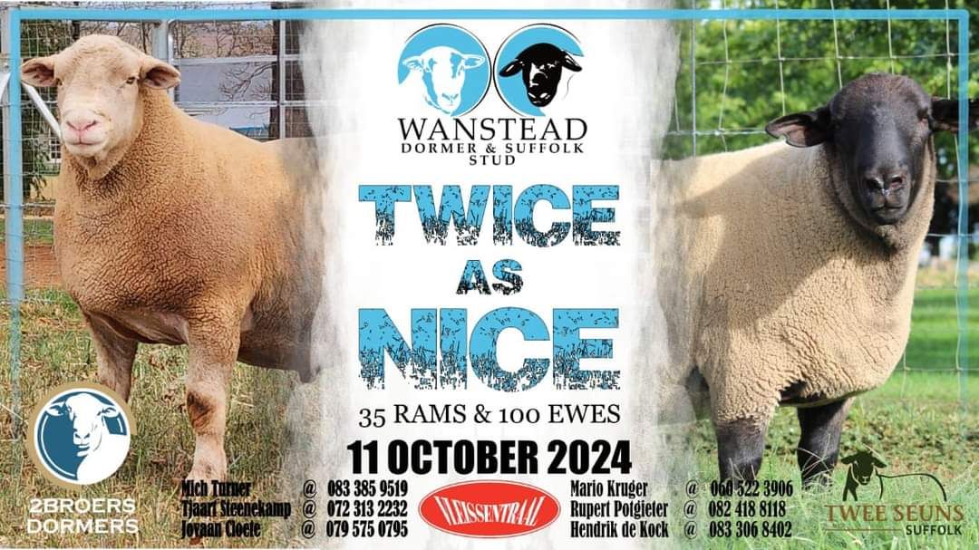 TWICE AS NICE SUFFOLKS AND DORMER AUCTION | SwiftVEE | South Africa’s ...