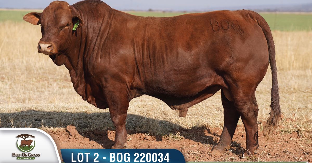 Lot 2 | RHENOSTERVALLEI & BEEF ON GRASS BEEFMASTERS 11DE ...