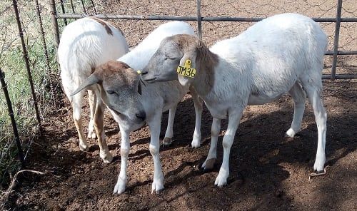 Lot 69 | AUCTION OF PEDI, BOSVELDER AND MEATMASTER TYPES OF SHEEP ...