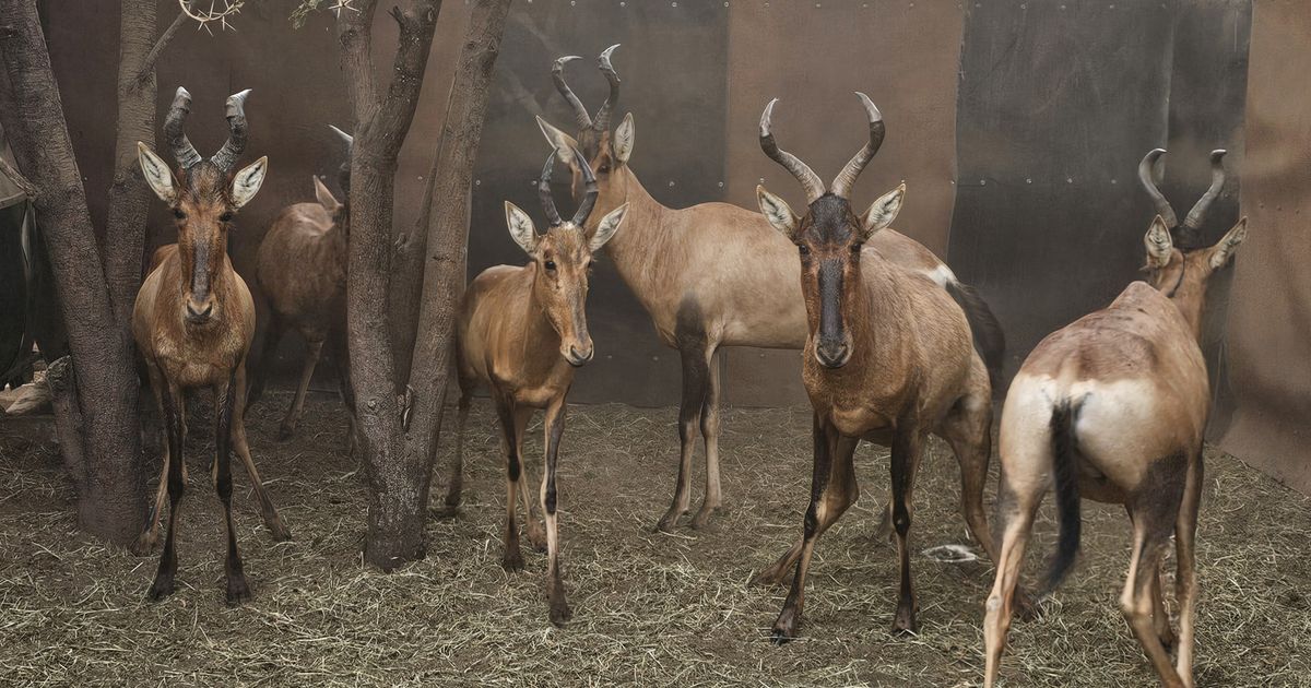 Lot C8 | NYLSVLEI GAME WILDSVEILING | SwiftVEE | Livestock & Cattle ...