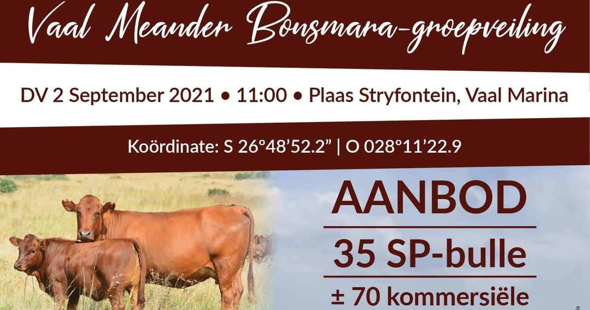 VAAL MEANDER BONSMARA GROUP AUCTION | SwiftVEE | South Africa’s Leading ...