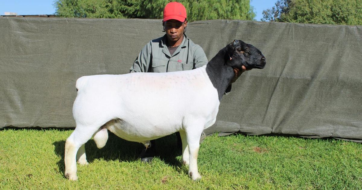 Lot 1 | ATKA 9DE KIMBERLEY DORPER VEILING | SwiftVEE | Livestock ...