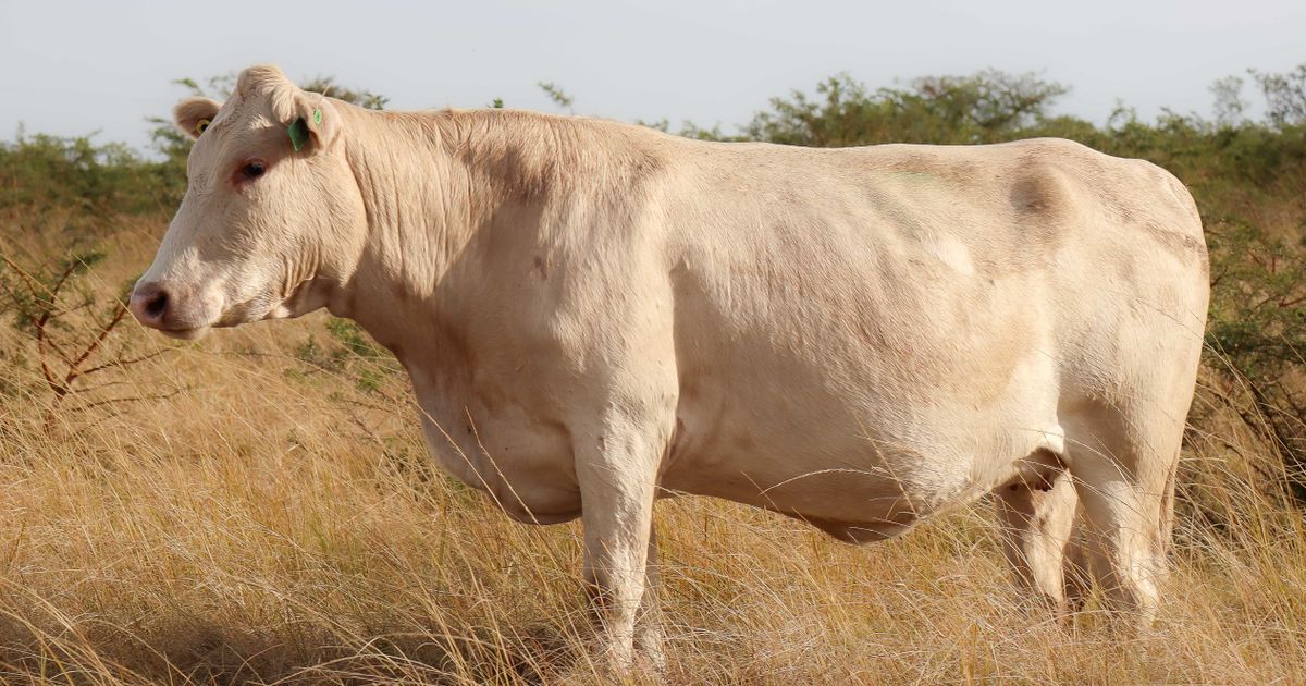 Lot 17 | SHASHI TULI STUD 3RD ANNUAL PRODUCTION SALE | SwiftVEE | South ...