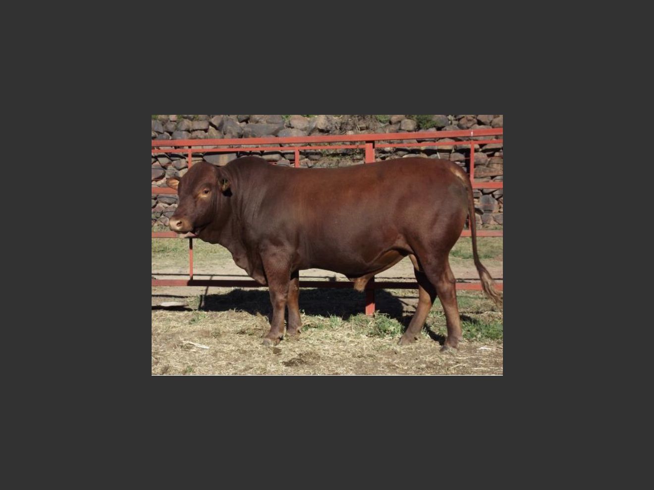 Lot 13 | ALPHA & OMEGA TULI STUD PRODUCTION SALE | SwiftVEE | Livestock ...