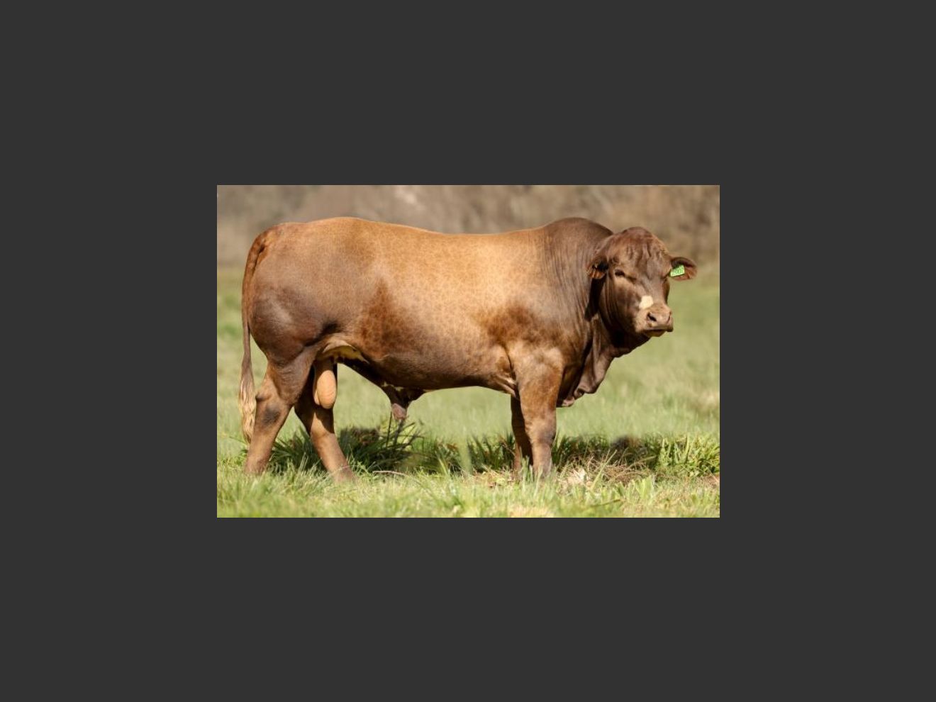 Lot 4 | ALPHA & OMEGA TULI STUD PRODUCTION SALE | SwiftVEE | Livestock ...