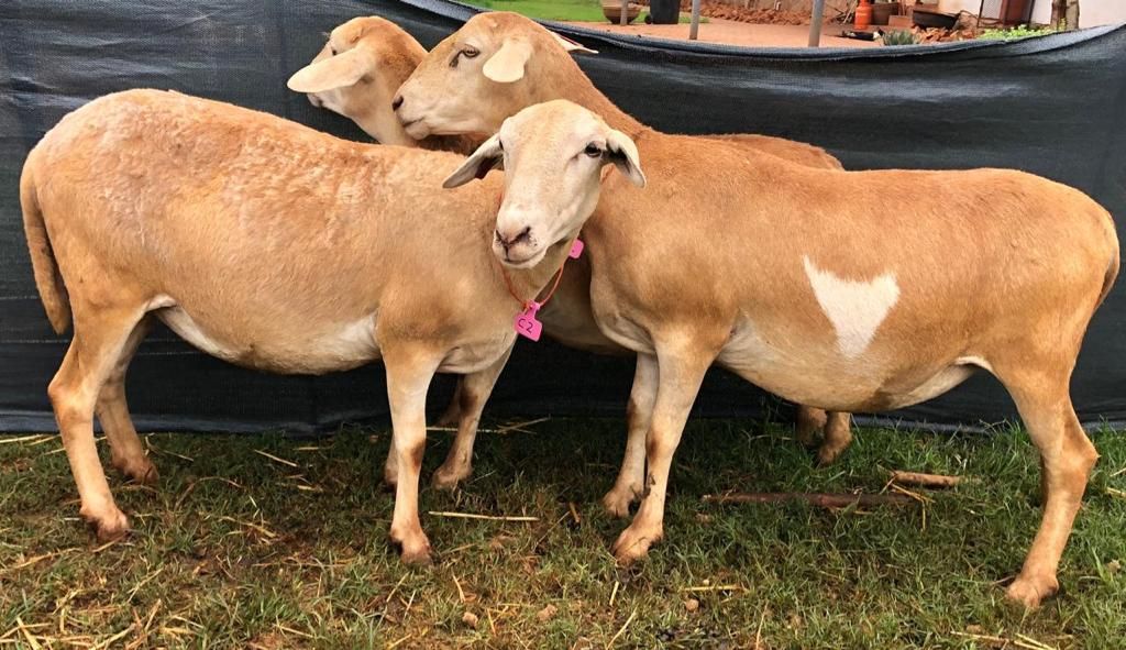 Lot 5 | AUCTION OF PEDI, BOSVELDER AND MEATMASTER TYPES OF SHEEP JANNIE ...