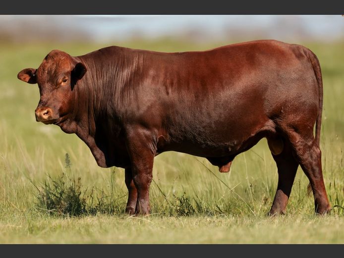 Lot 23 | ALPHA & OMEGA TULI STUD PRODUCTION SALE | SwiftVEE | South ...