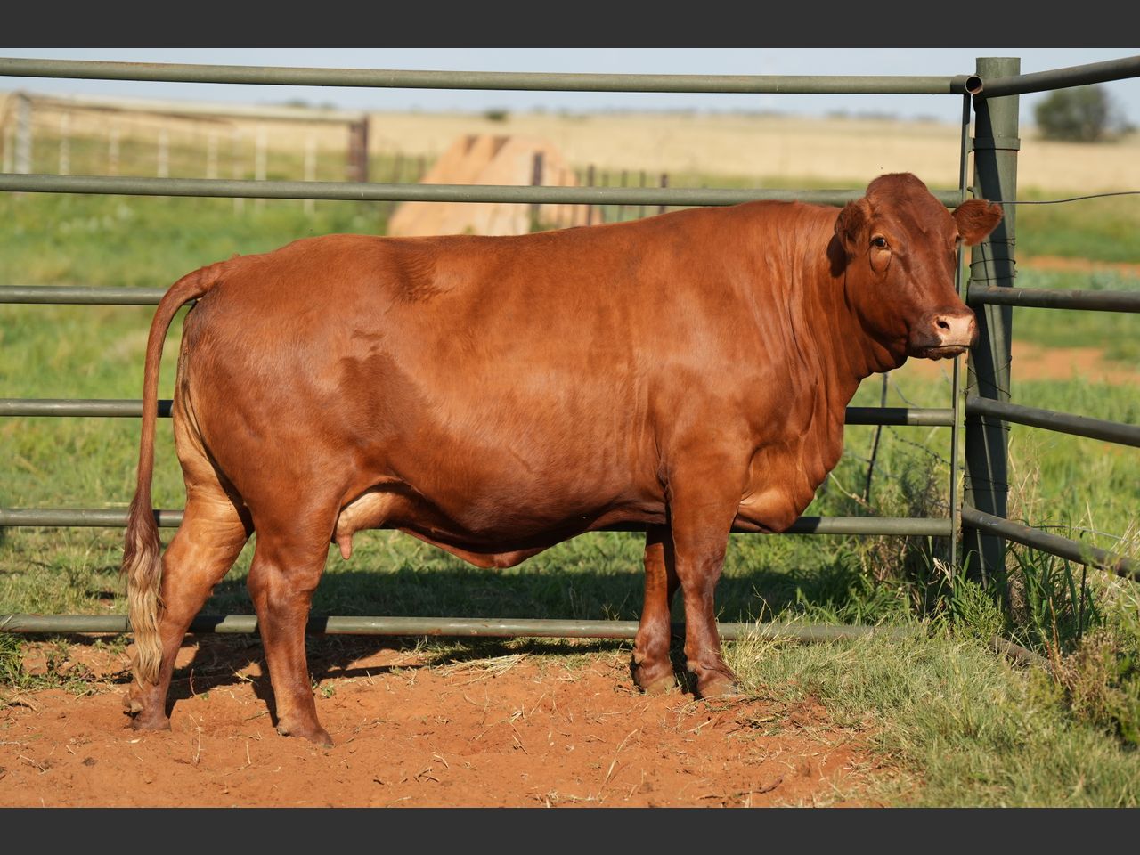 Lot 23D | THUSO BONSMARAS TOTALE UITVERKOPING | SwiftVEE | Livestock ...